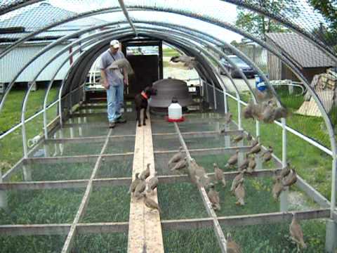 How to Build a Chukar Pen - hunterzonepro