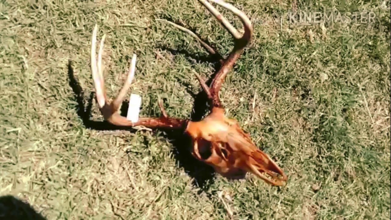 How to Clean a Rotting Deer Skull - hunterzonepro