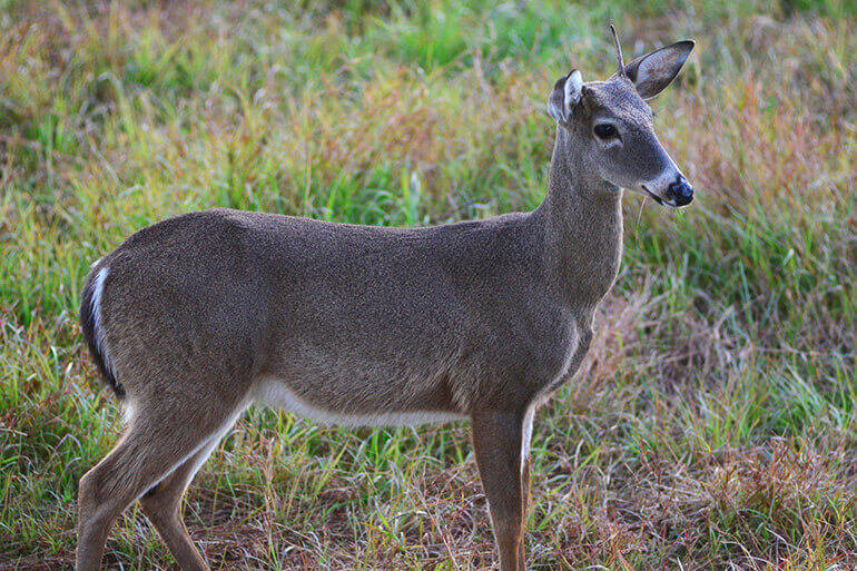 How to Tell If a Doe is in Heat - hunterzonepro